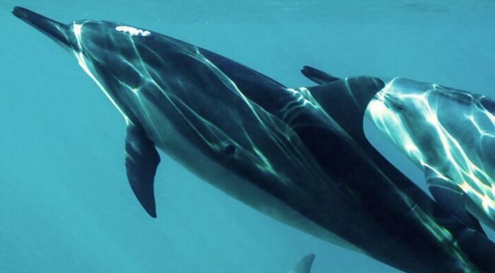 Dolphin Watching Oman | Salalah Safari Tours