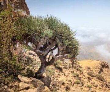 Information about Jabal Samhan...the largest wildlife sanctuary in Oman ...