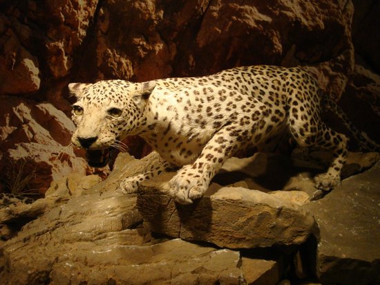 Natural History Museum Muscat | Salalah Safari Tours
